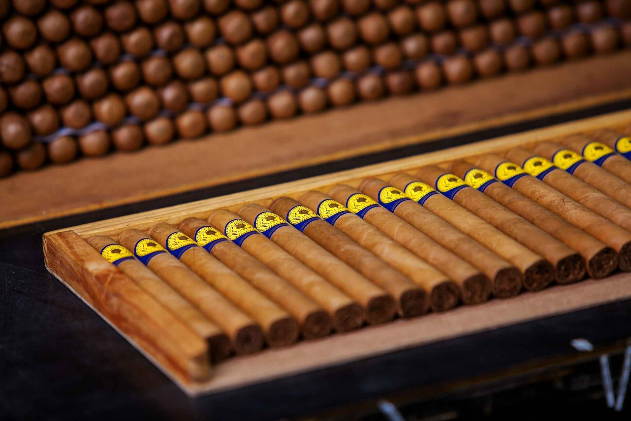 Šta je Tompus? 100% Vodič za Početnike | Upoznajte Tompuse